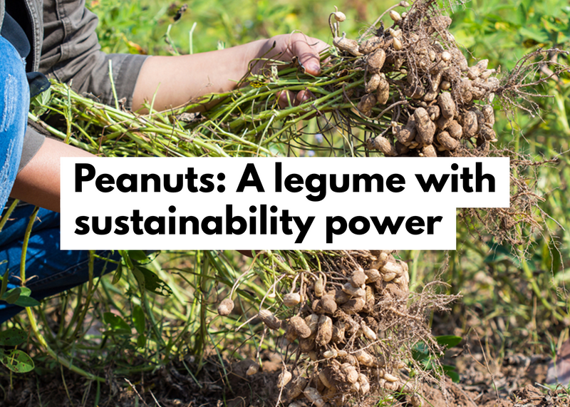 Peanuts: A legume that plays a big role in sustainability - Super Pop